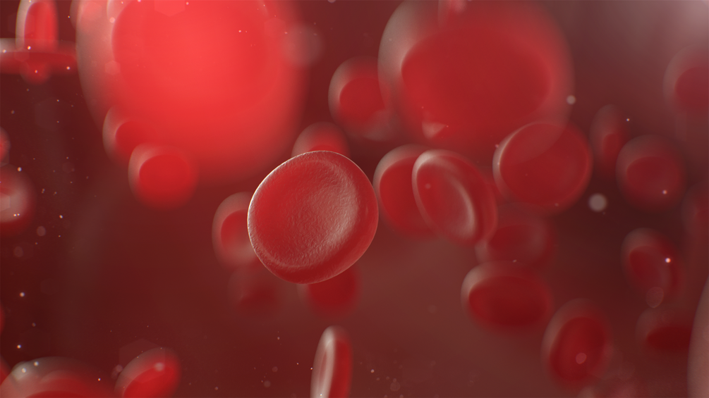 Medical Visual Animation Blood Cells – Weiz | FindVision Studio